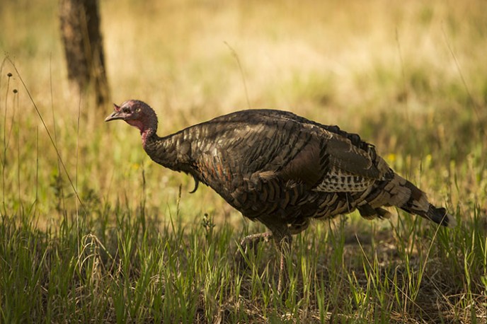 Eric Lars Bakke / Photographer » Blog Archive » Wild Turkey Foraging